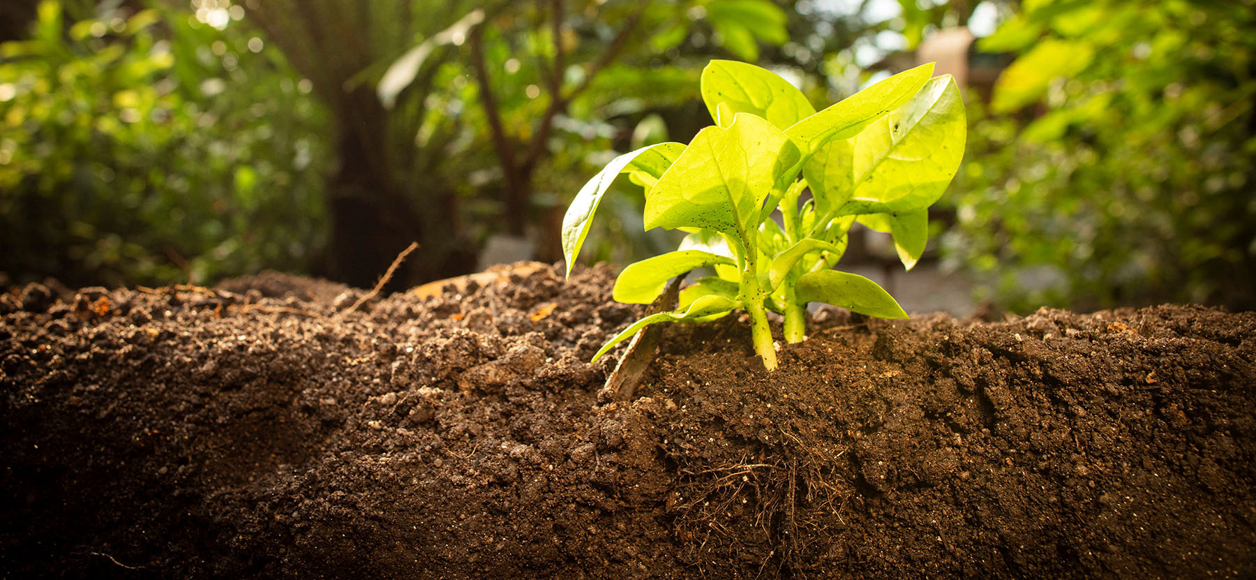€2.5million Project Aims to Develop Sustainable Soils from Construction ...